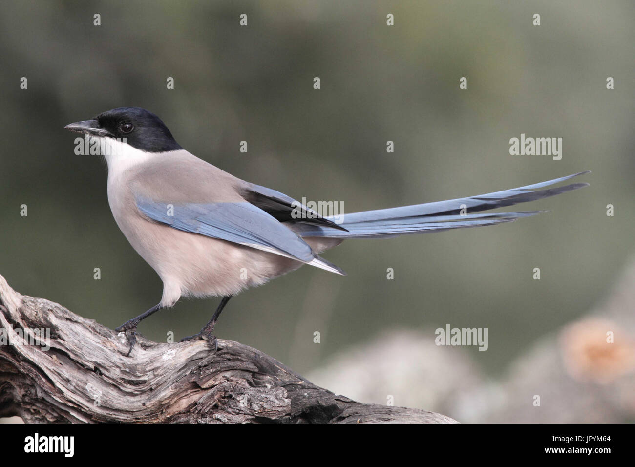 Azure-winged Magpie on a branch Stock Photo - Alamy