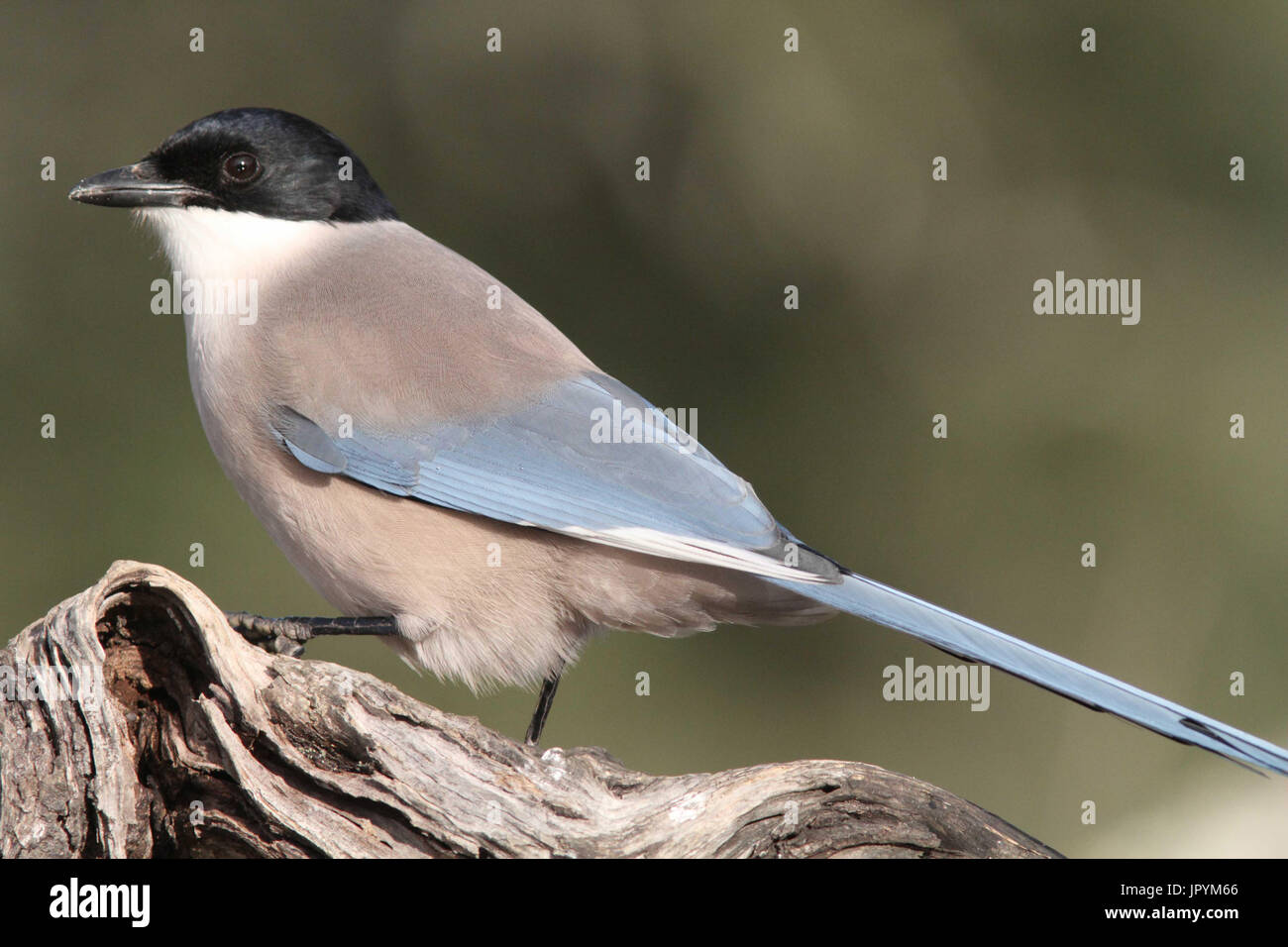 Azure-winged Magpie on a branch Stock Photo - Alamy