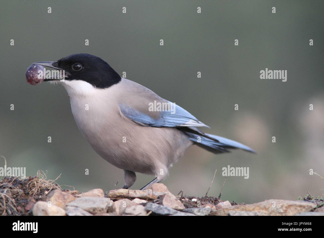 Azure-winged Magpie eating on ground Stock Photo - Alamy