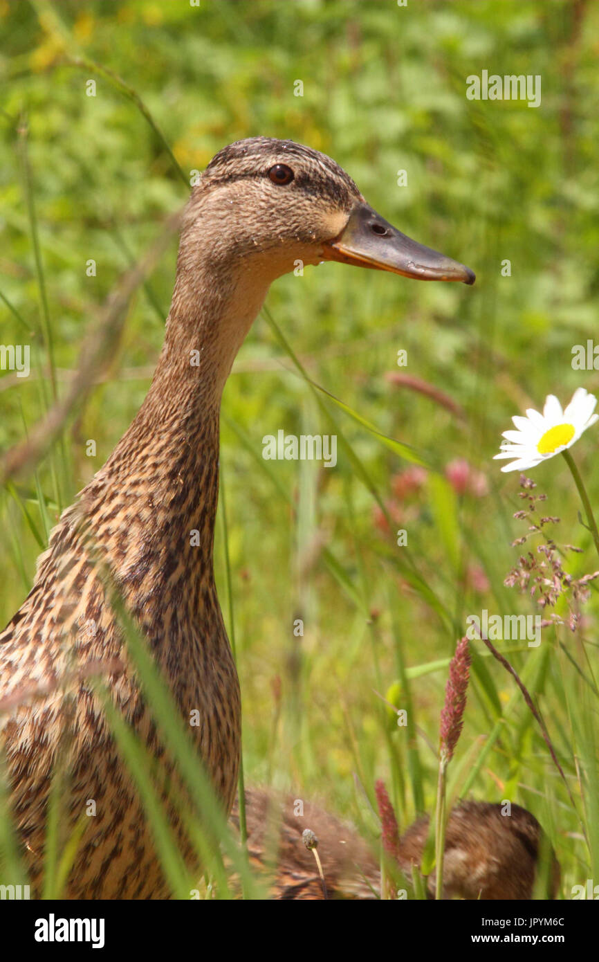 Portrait of female mallard duck Stock Photo - Alamy
