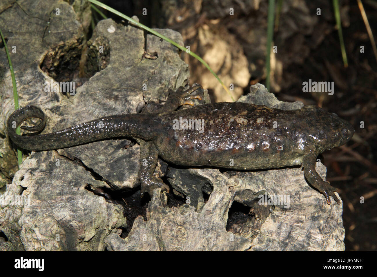 Spanish Ribbed Newt on rock - Extremadura Spain Stock Photo - Alamy