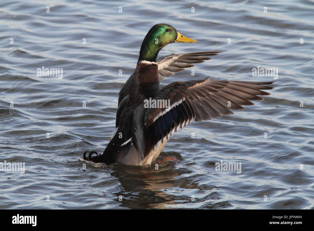 Male Mallard on water Stock Photo - Alamy