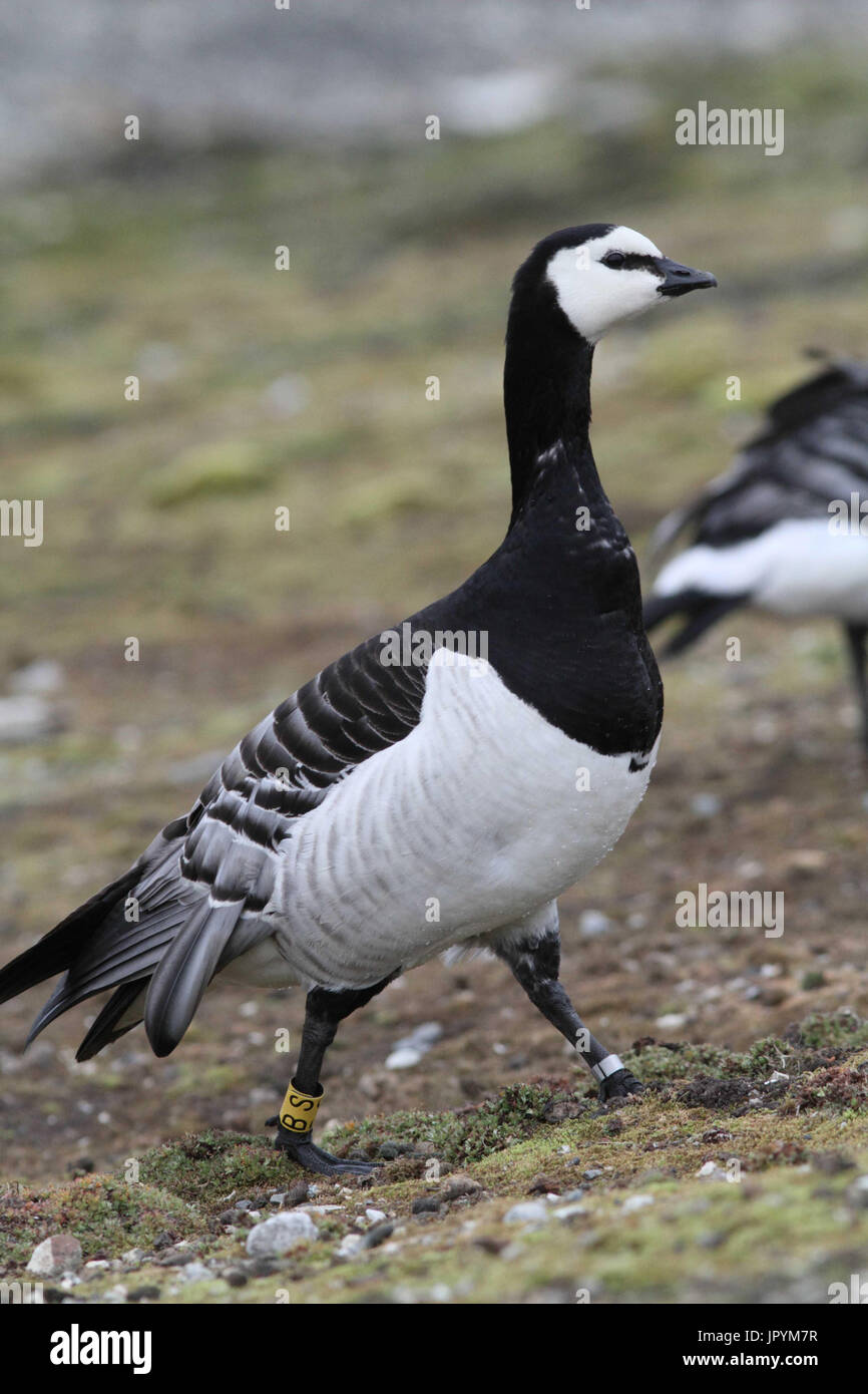 Barnacle Goose on ground - Spitsbergen Stock Photo - Alamy