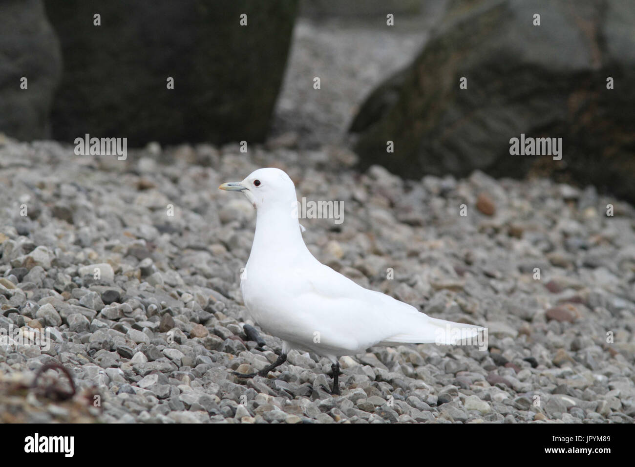 Ivory Gull on the shore - Spitsbergen Stock Photo - Alamy