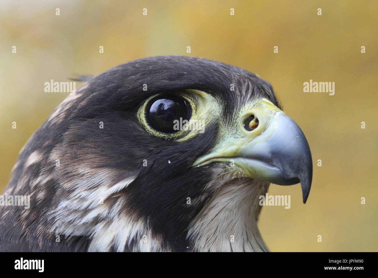 Portrait of Peregrine Falcon Stock Photo - Alamy
