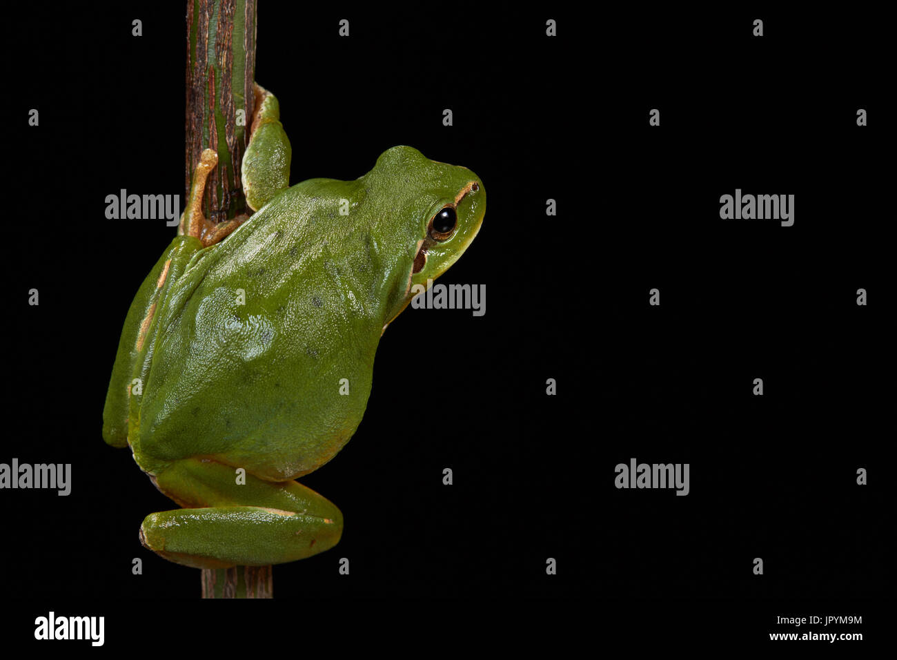 Southern tree frog on black background Stock Photo - Alamy