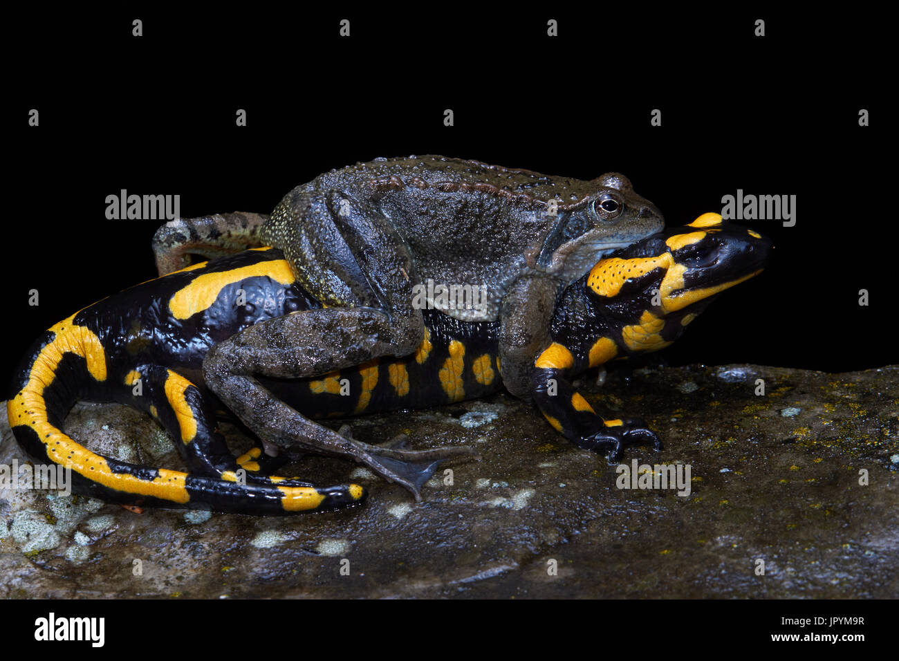 Mating Common Frog and Spotted Salamander Stock Photo - Alamy