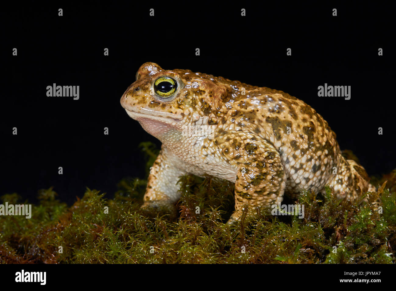 Natterjack Toad on black baclground Stock Photo - Alamy