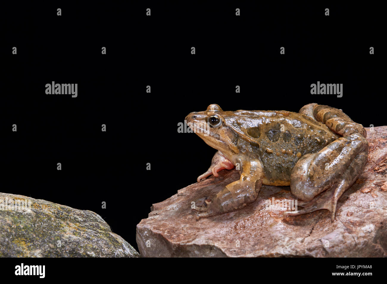 Painted Frog on black background Stock Photo - Alamy