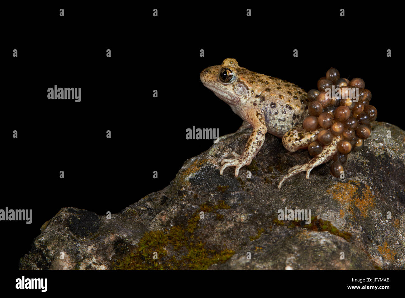 Male midwife toad and his laying on a black background Stock Photo - Alamy