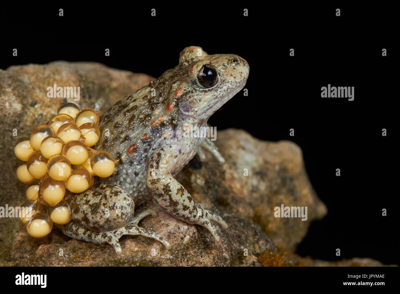 Male midwife toad and his laying on a black background Stock Photo - Alamy