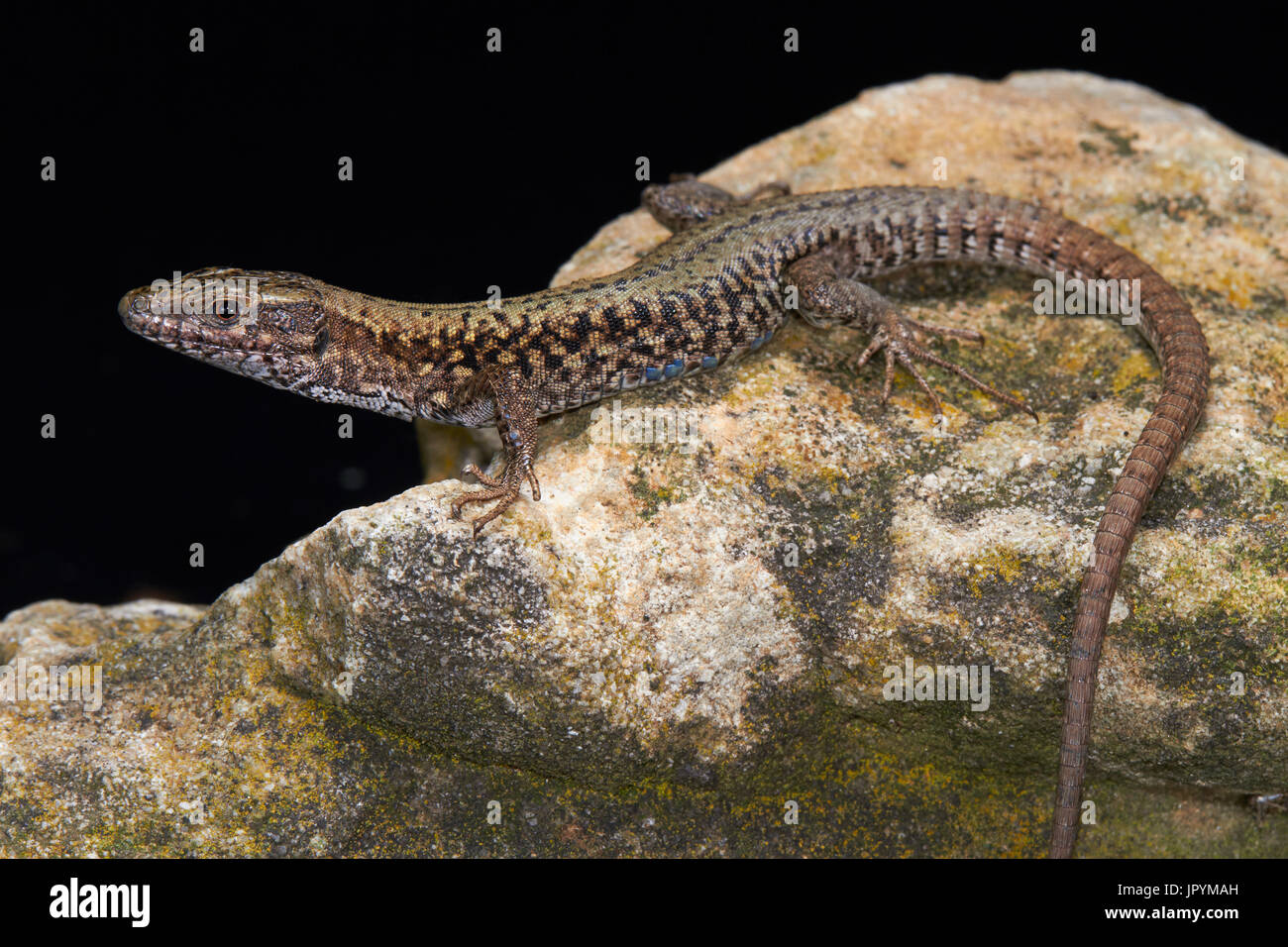 Common Wall Lizard on black background Stock Photo - Alamy