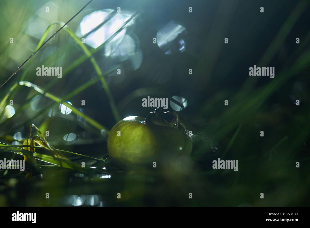 Male Tree Frog singing at night - France Stock Photo - Alamy