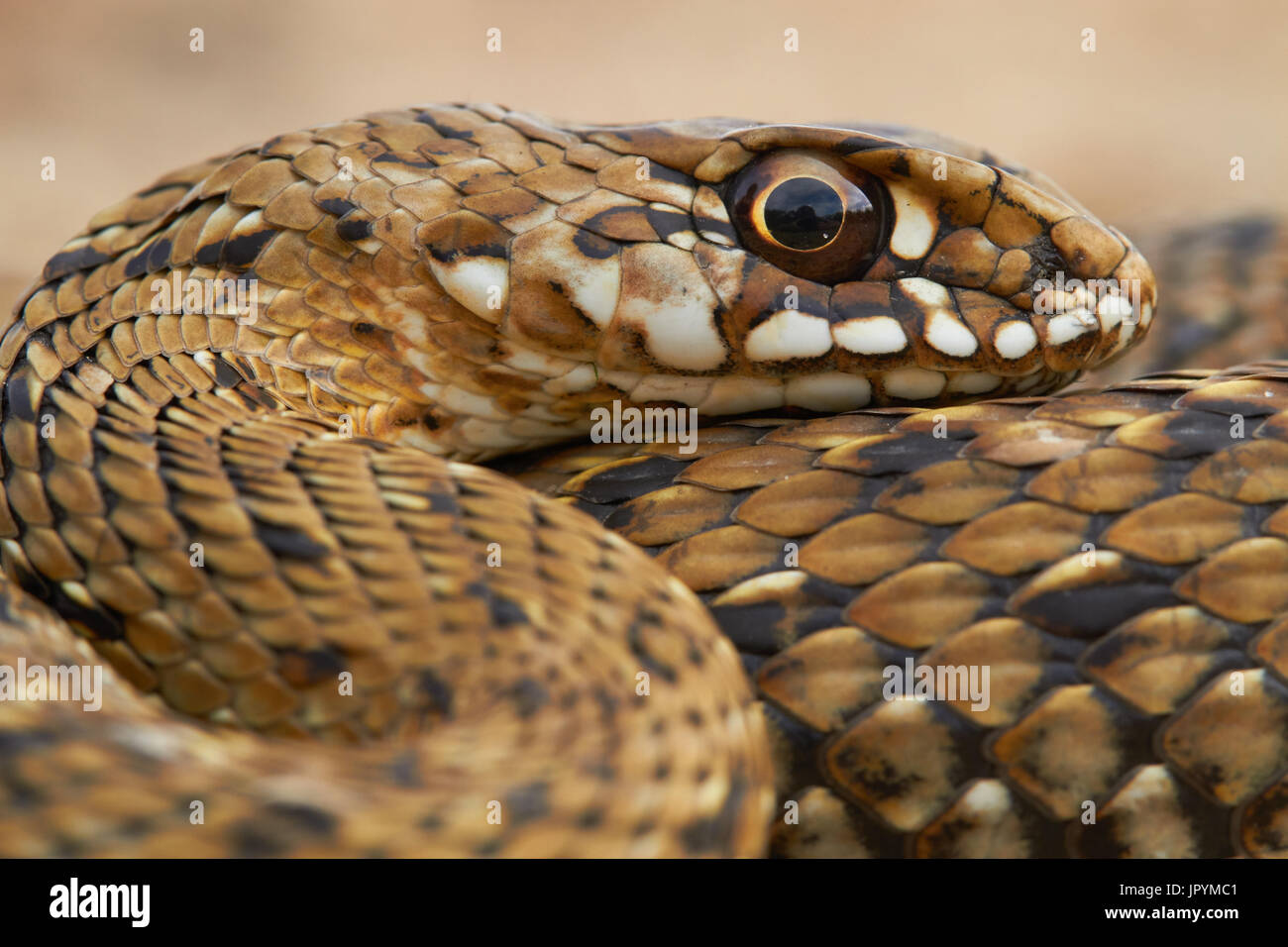 Portrait of Montpellier snake - France Stock Photo - Alamy