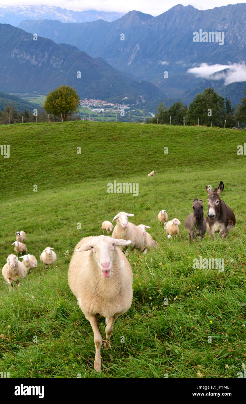 Donkeys and sheep - Slovenian Alps Lower Carniola Slovenia Stock Photo ...