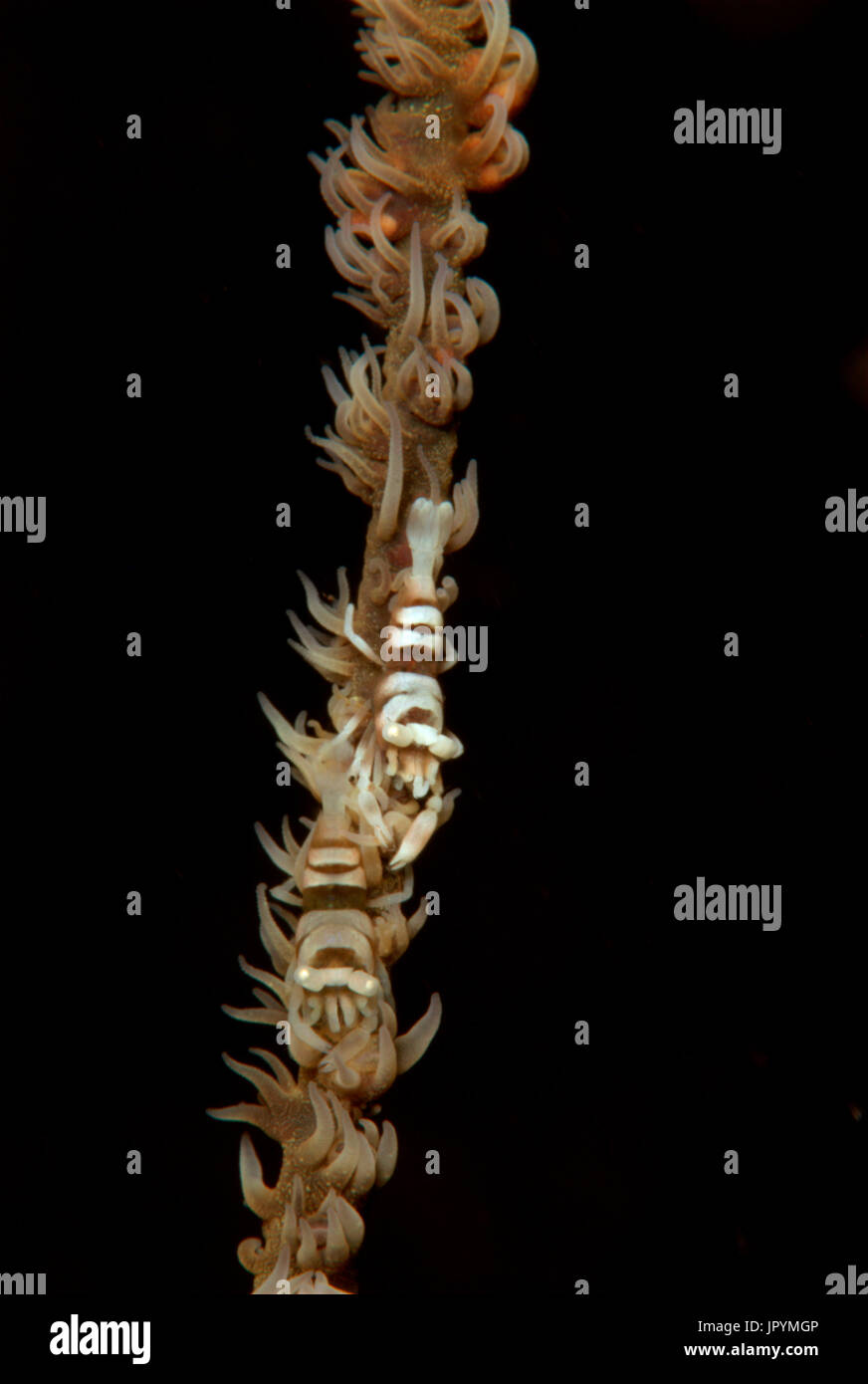 Black Coral Commensal Shrimp - Negros Philippines Stock Photo - Alamy Black Coral Commensal Shrimp - Negros Philippines Stock Photo - Alamy