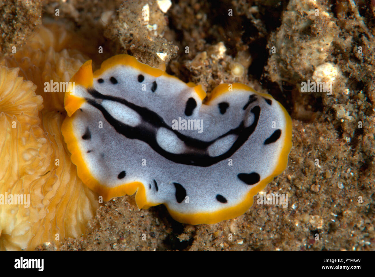 Flat worm hi-res stock photography and images - Alamy