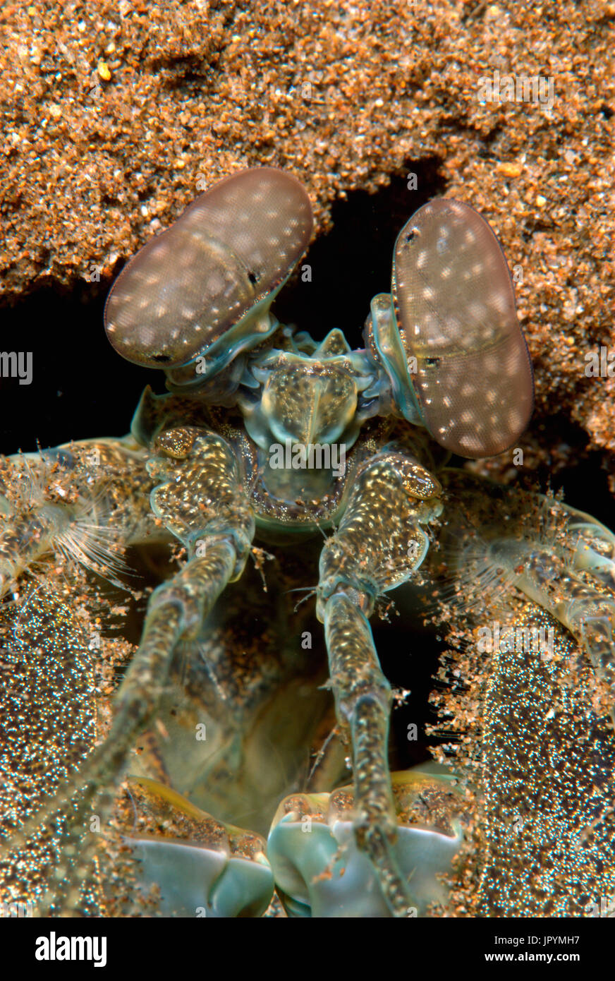 Zebra Mantis Shrimp Eyes
