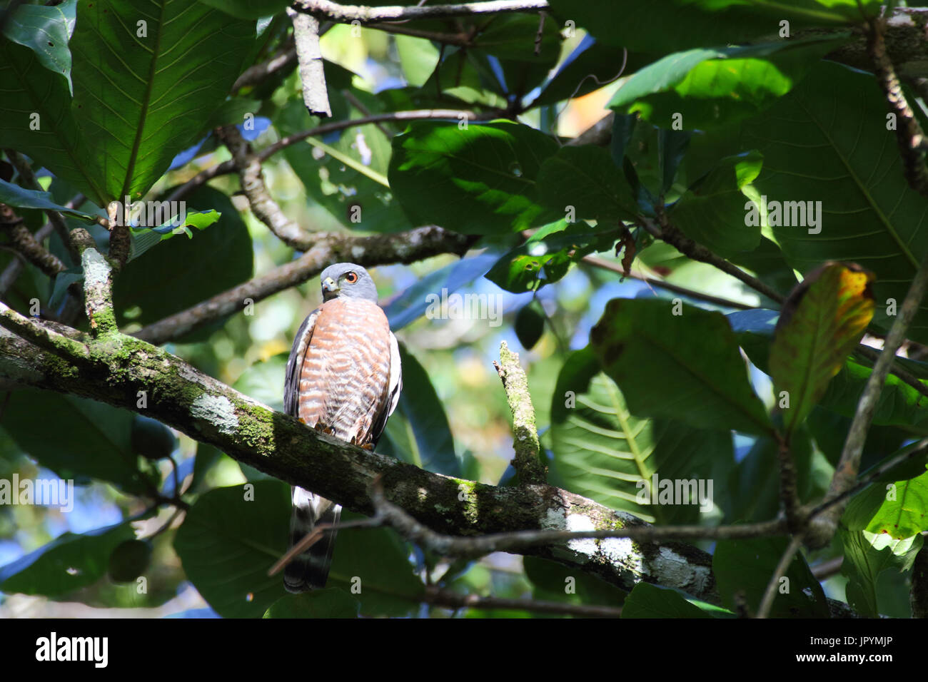 Tiny Hawk on a branch - Costa Rica Stock Photo - Alamy