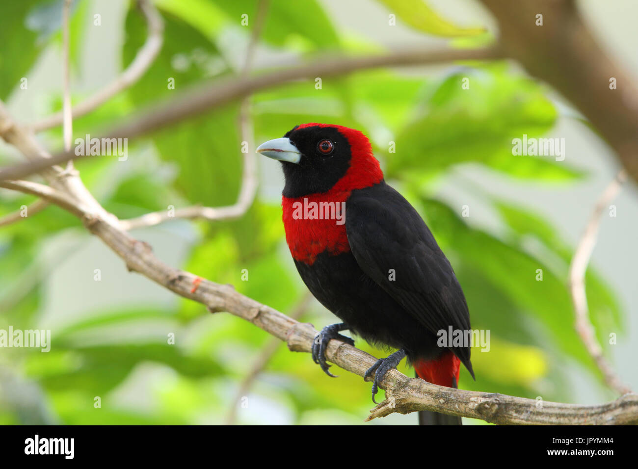 Crimson-collared Tanager male on a branch - Costa Rica Stock Photo - Alamy