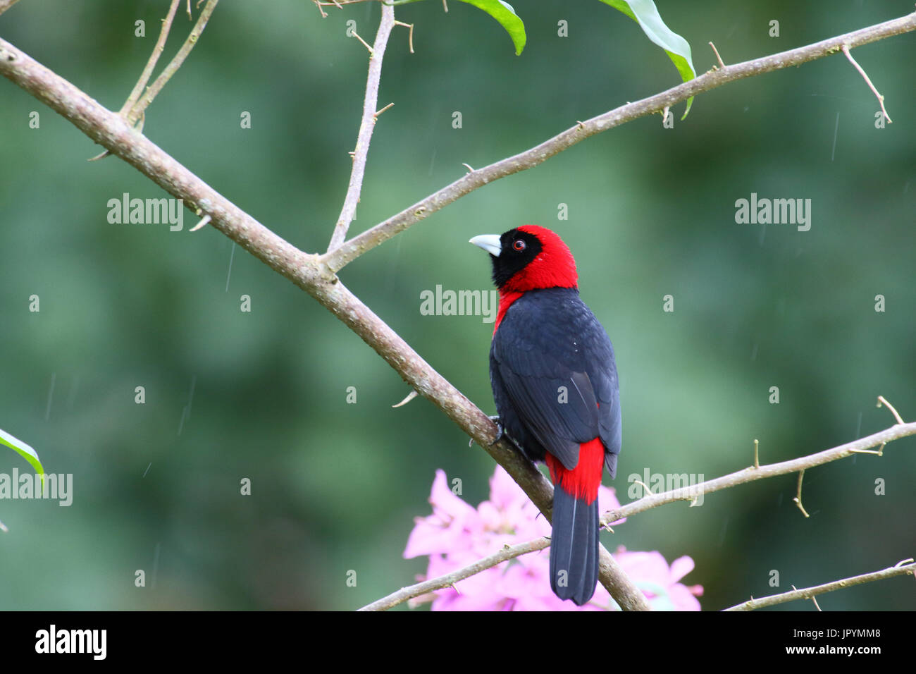 Crimson-collared Tanager male on a branch - Costa Rica Stock Photo - Alamy