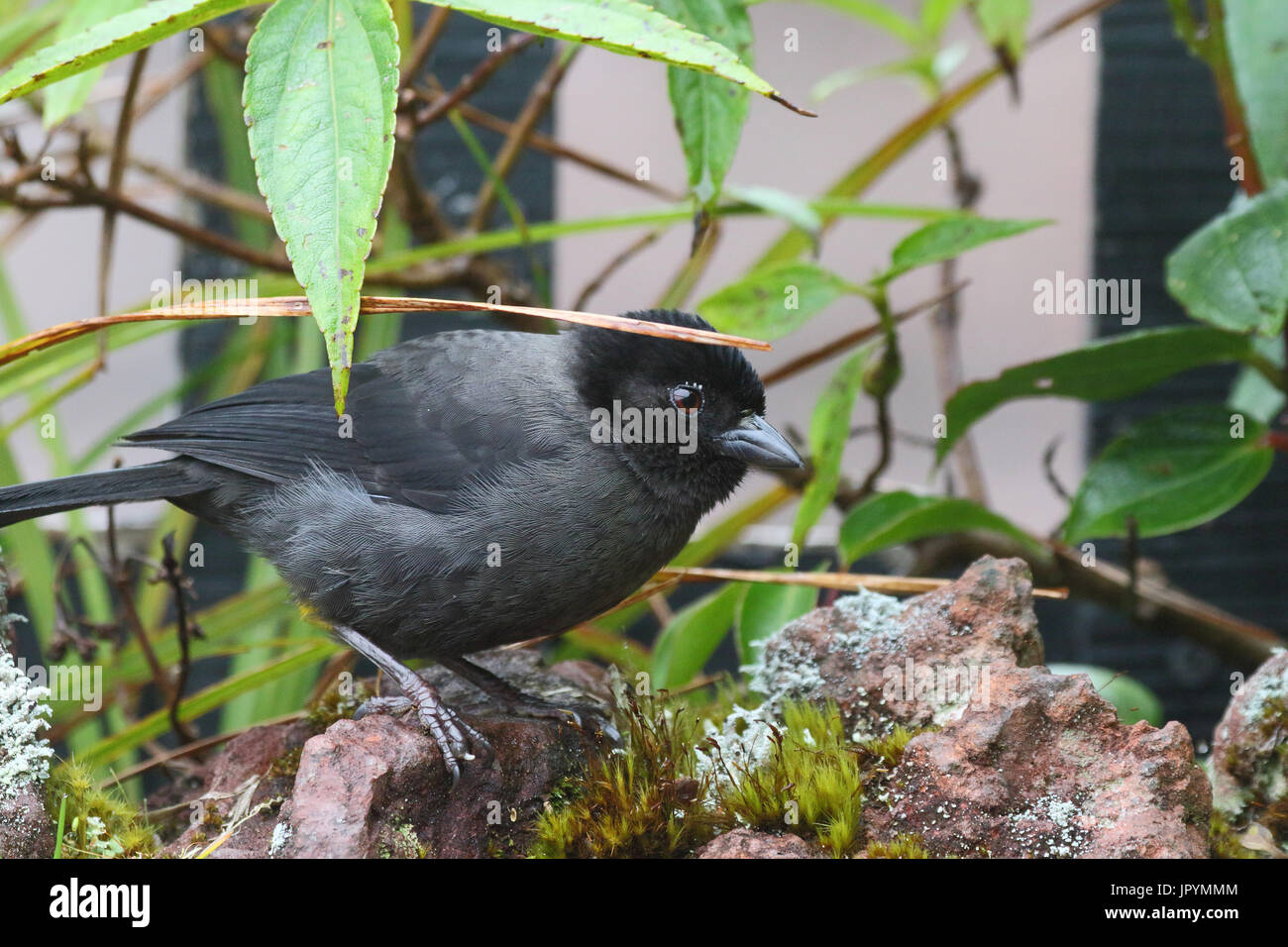 Yellow-thighed finch - Costa Rica Stock Photo - Alamy