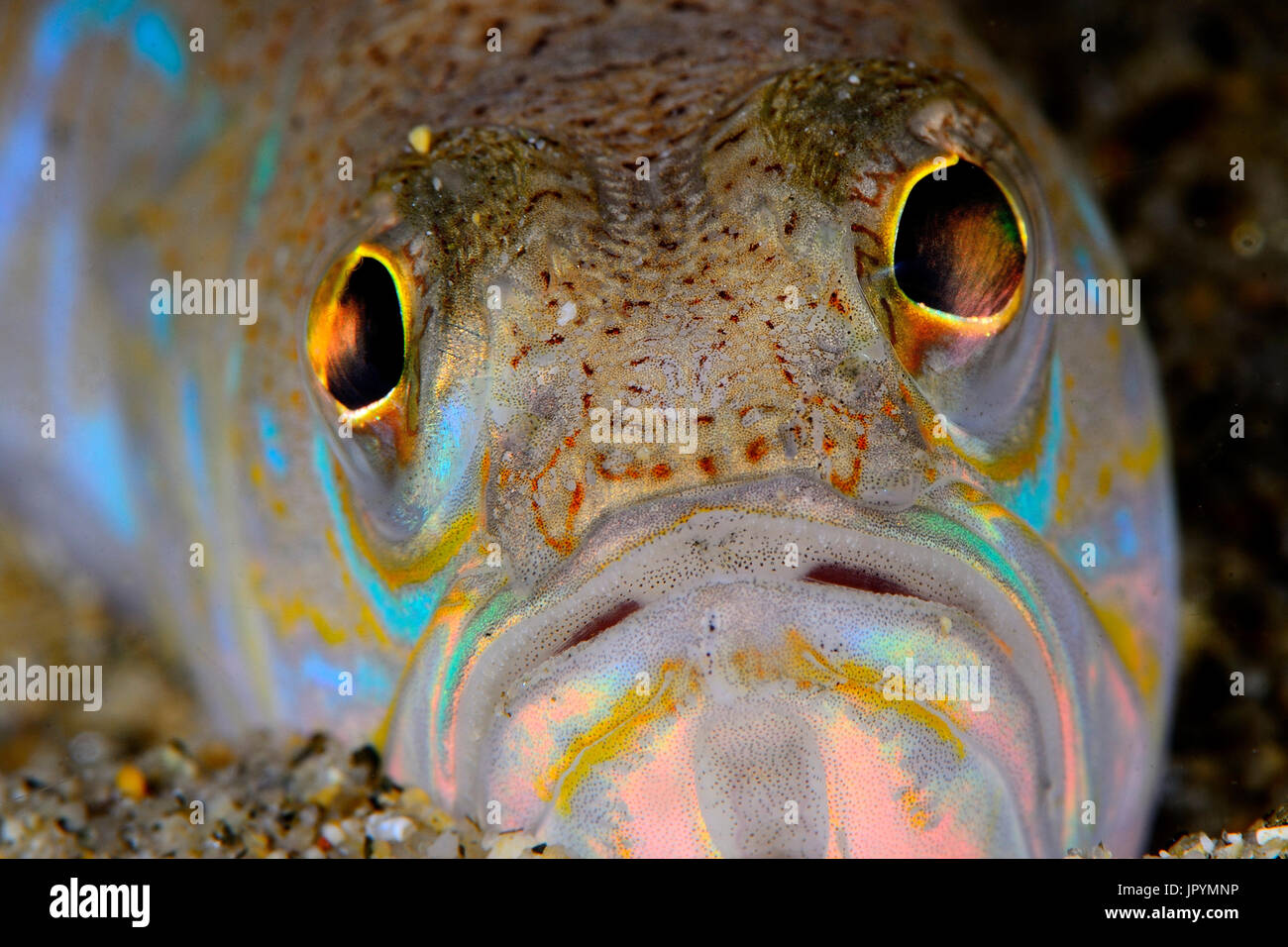 Weever fish hi-res stock photography and images - Alamy