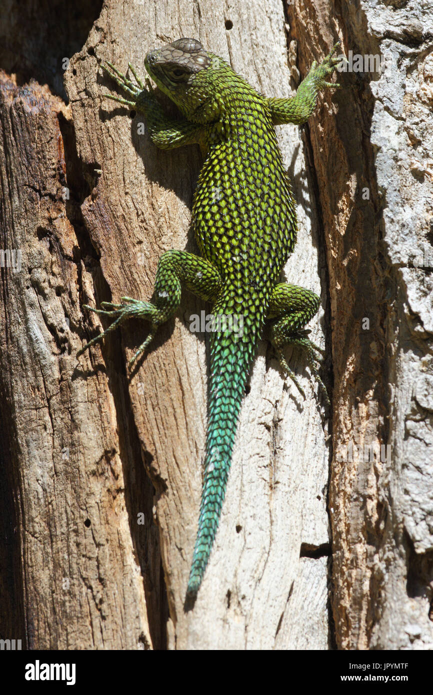 Green Spiny Lizard on a trunk - Costa Rica Stock Photo - Alamy