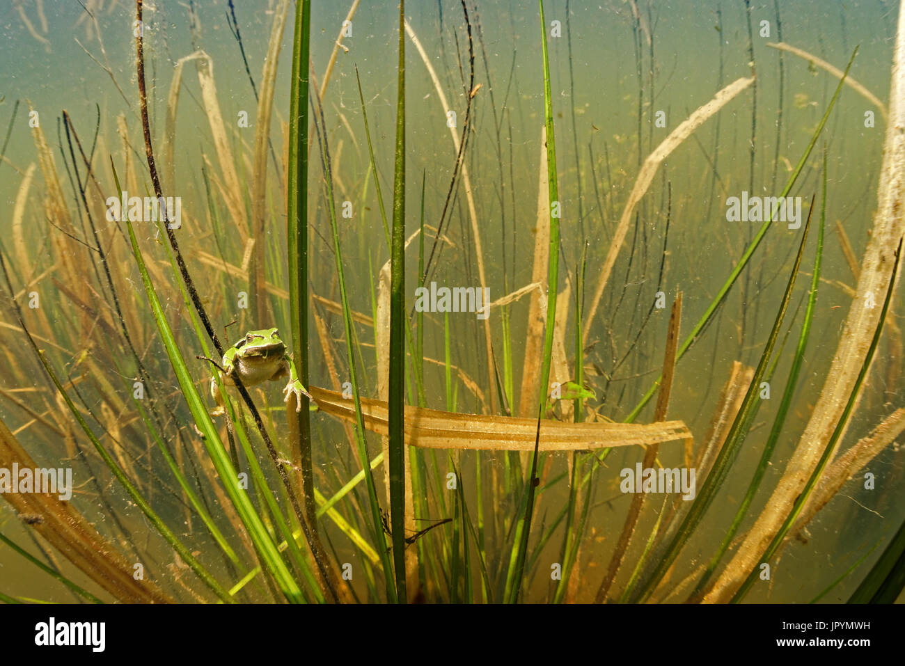 Green tree frog on water plant - Prairie Fouzon France Stock Photo - Alamy