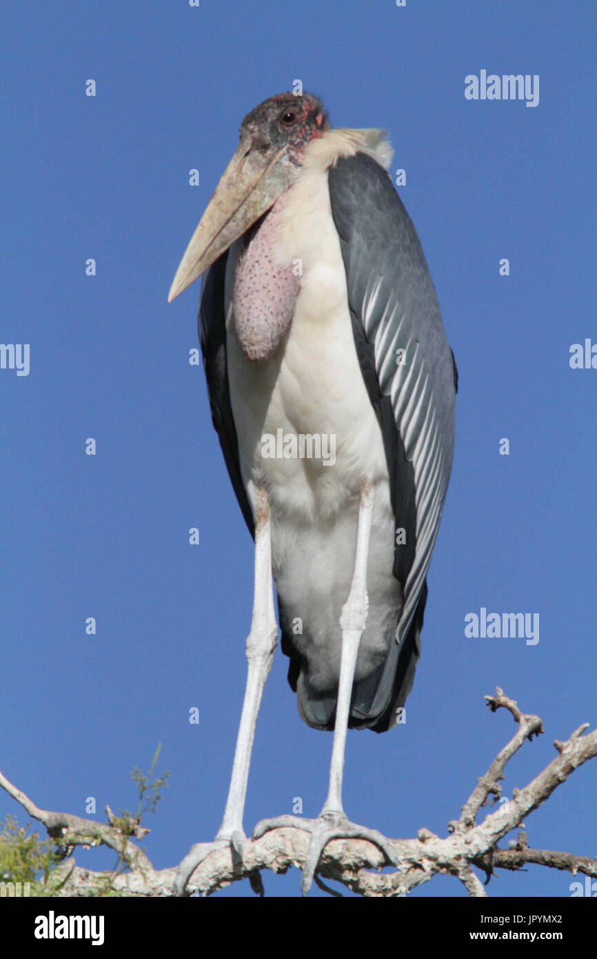 Marabou Stork on a branch - Ethiopia Stock Photo - Alamy