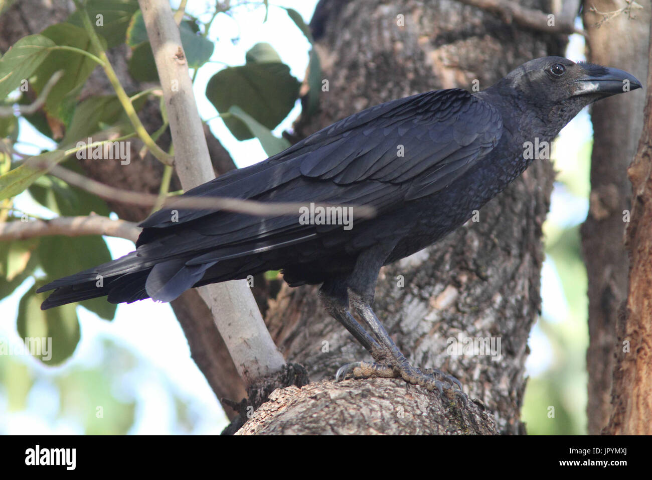 Fan-tailed Raven on a branch - Ethiopia Stock Photo - Alamy