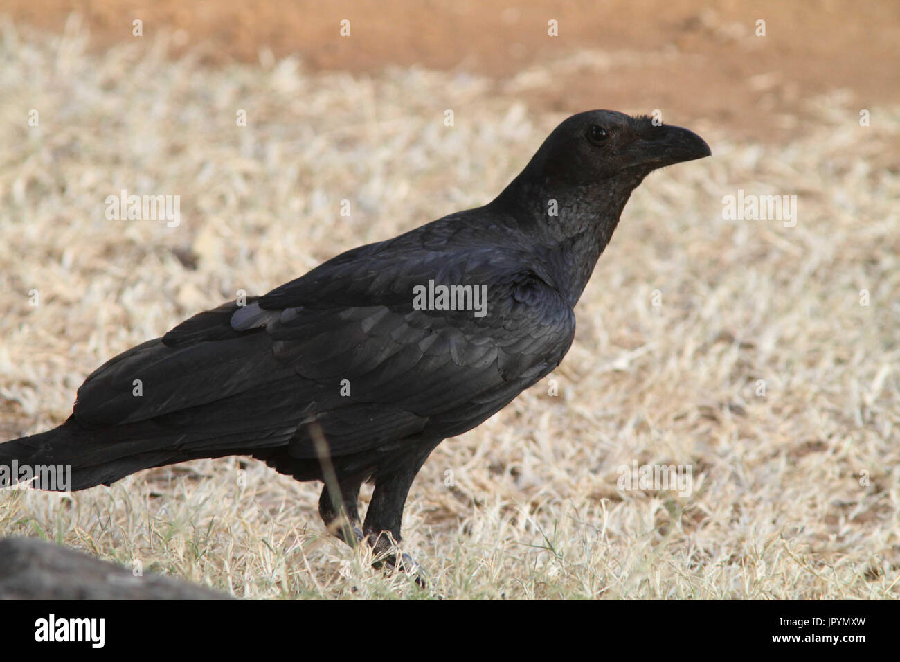 Fan-tailed Raven on ground - Ethiopia Stock Photo - Alamy