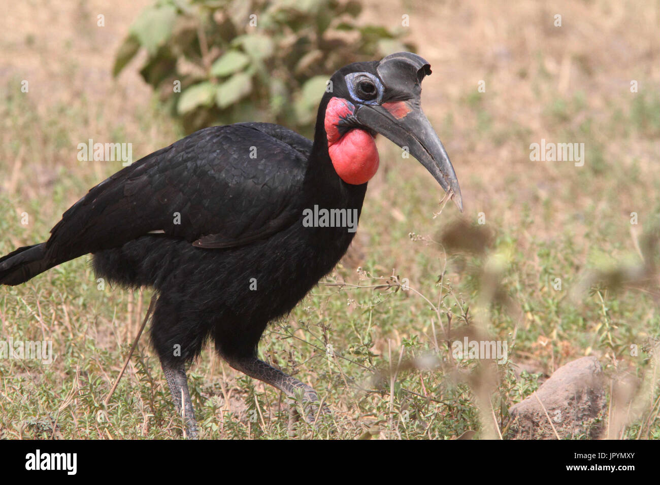 Abyssinian ground hornbill bucorvus abyssinicus adult male hi-res stock ...