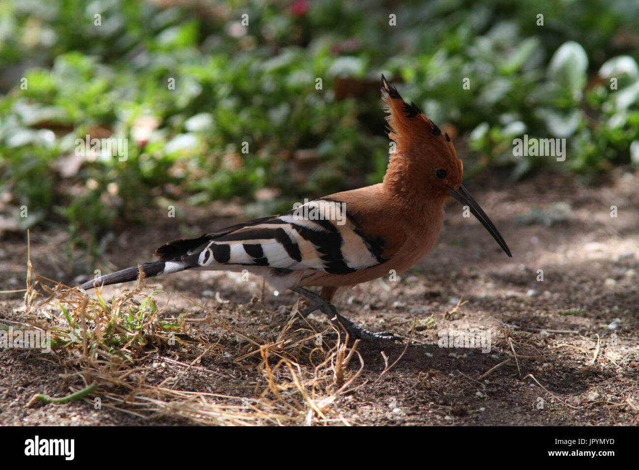 African Hoopoe on ground - Ethiopia Stock Photo - Alamy