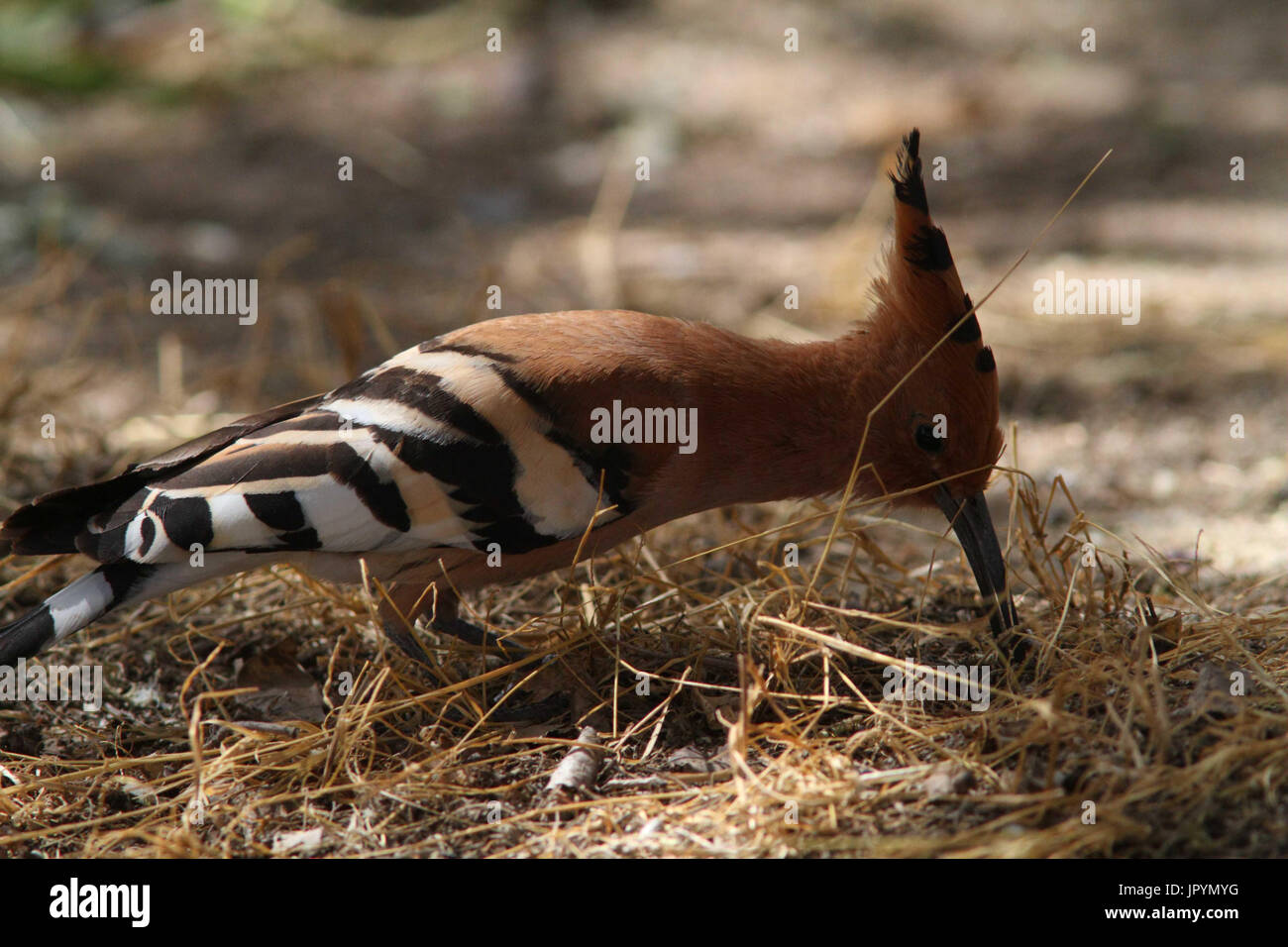 African Hoopoe on ground - Ethiopia Stock Photo - Alamy