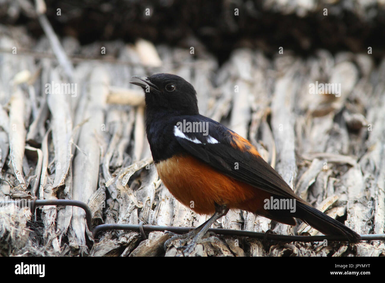 Mocking Cliff Chat on ground - Ethiopia Stock Photo - Alamy