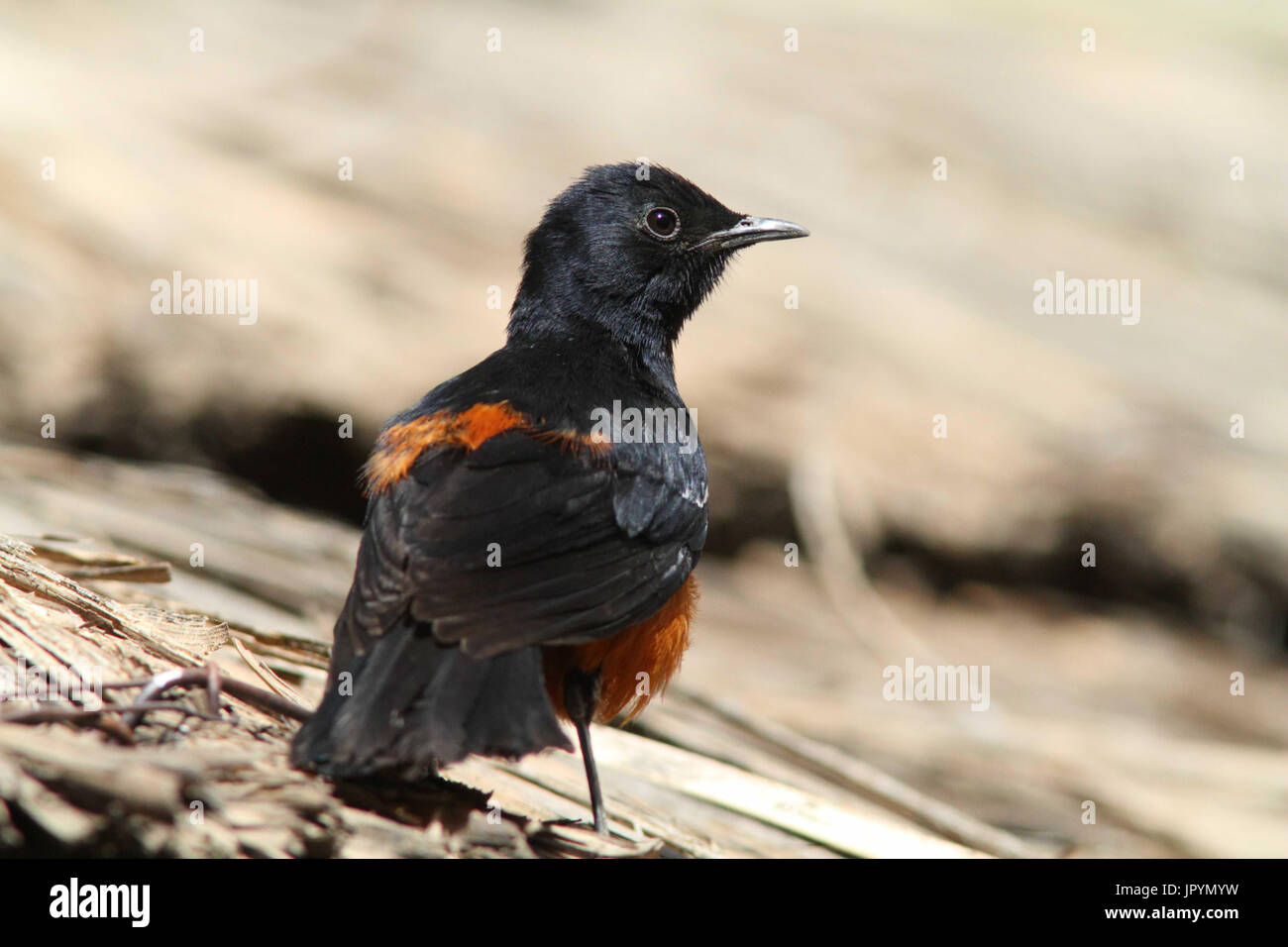 Mocking Cliff Chat on ground - Ethiopia Stock Photo - Alamy