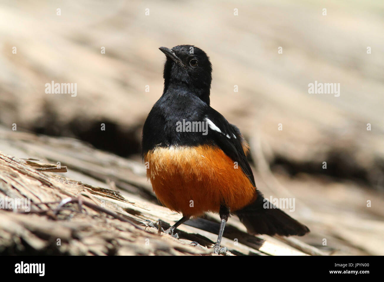 Mocking Cliff Chat on ground - Ethiopia Stock Photo - Alamy