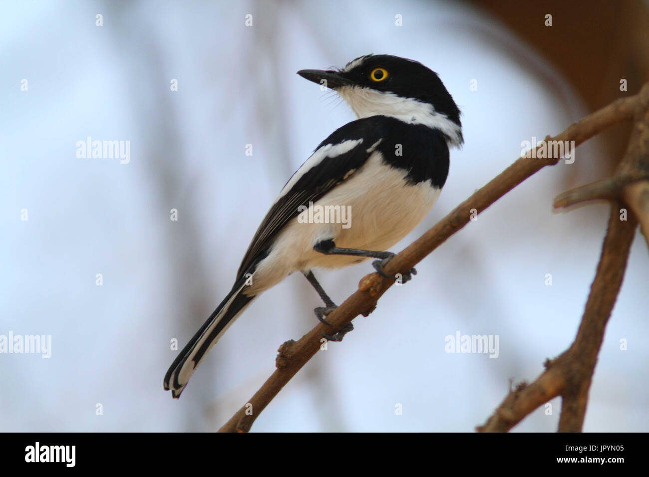 Black-headed batis on a branch - Ethiopia Stock Photo - Alamy