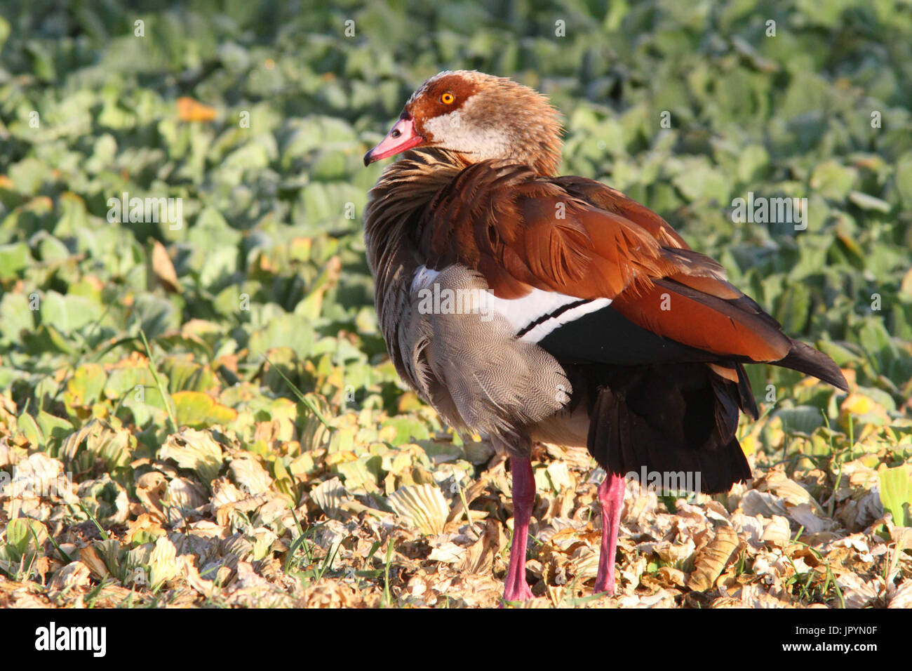 Egyptian Goose on the bank - Ethiopia Stock Photo - Alamy