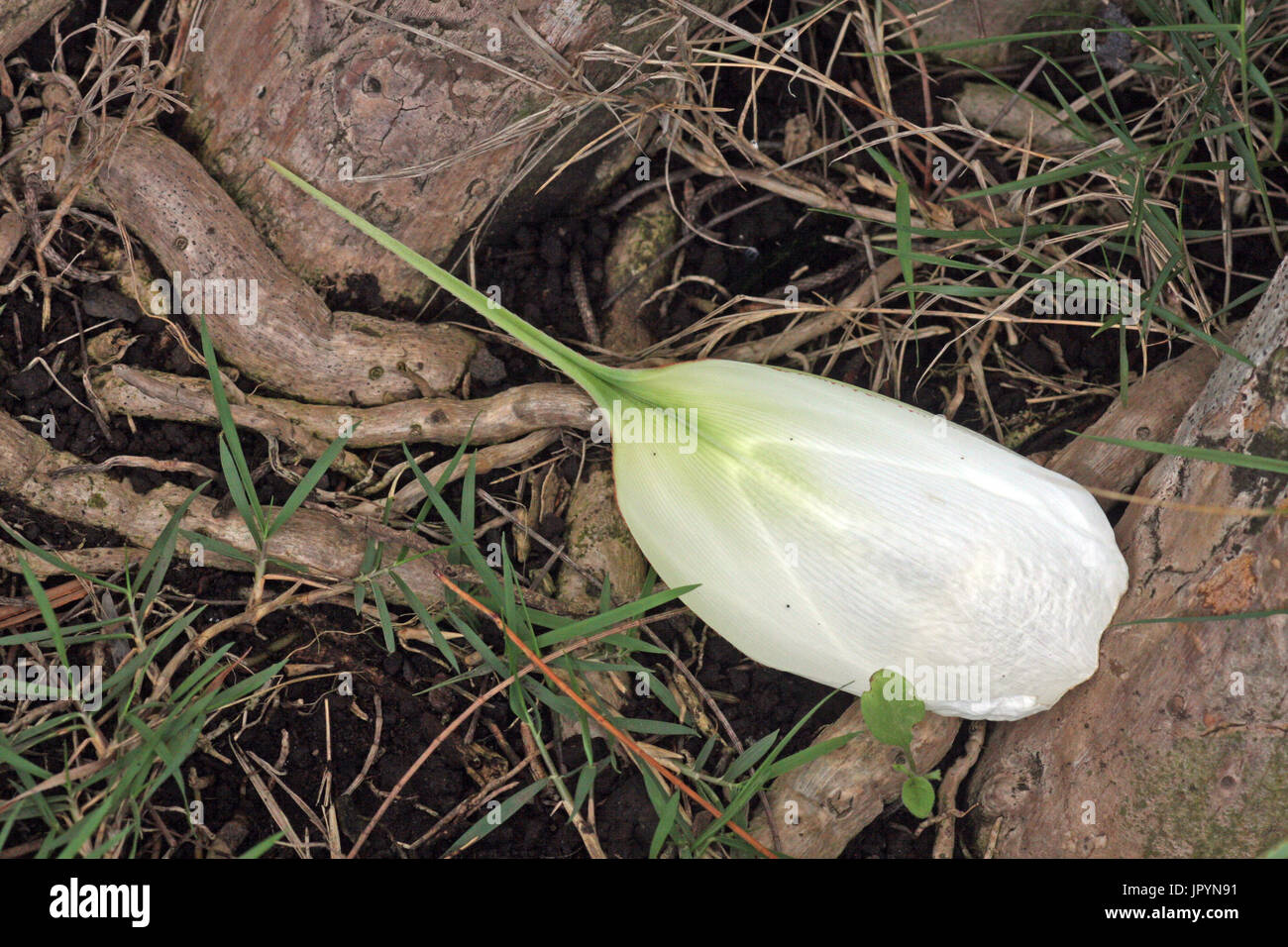 Flower spathe of Common Screwpine - Reunion Stock Photo - Alamy