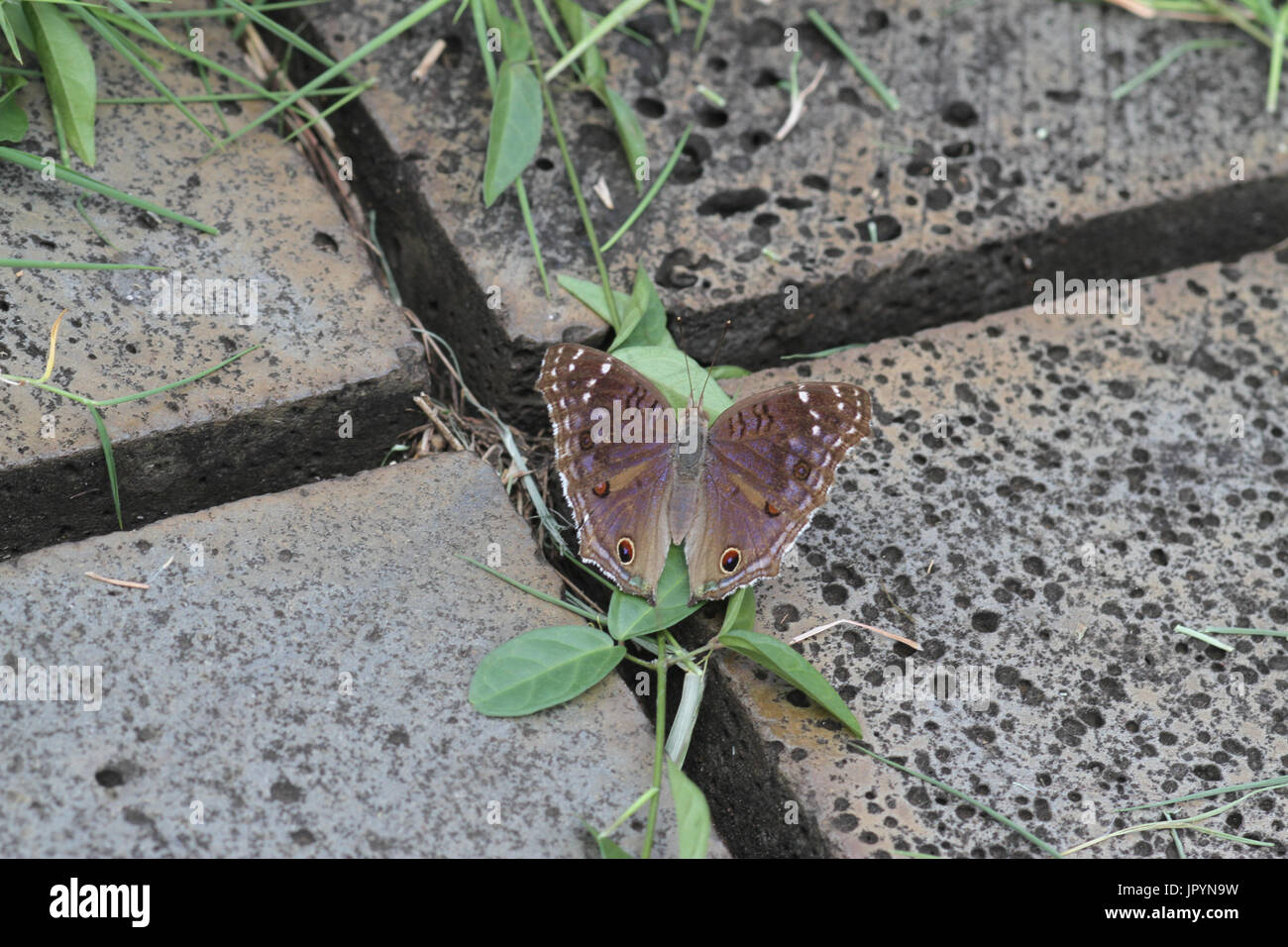 Brilliant Blue on ground - Mascarin Garden Reunion Stock Photo - Alamy