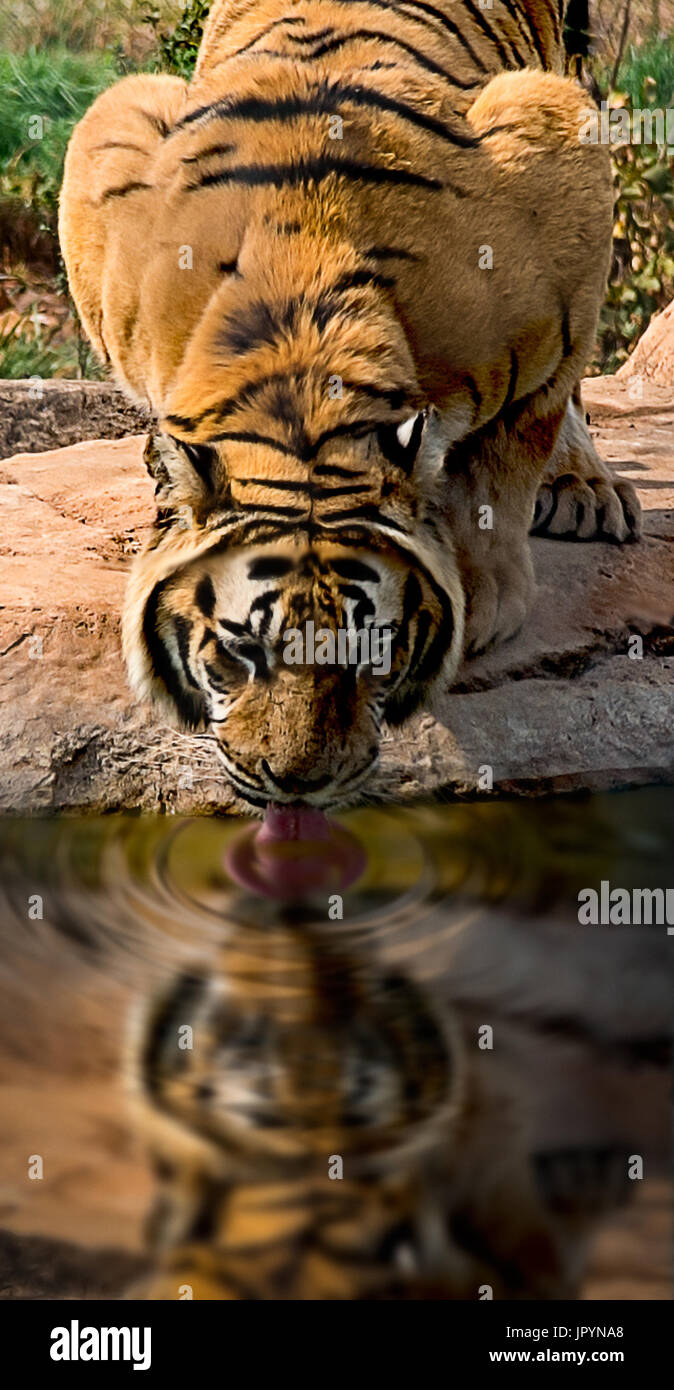 Cat With Reflection Stock Photos & Cat With Reflection Stock Images - Alamy