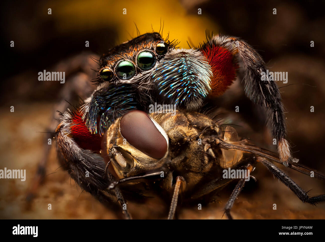 Jotus auripes male jumping spider eating a fly - Australia Stock Photo ...
