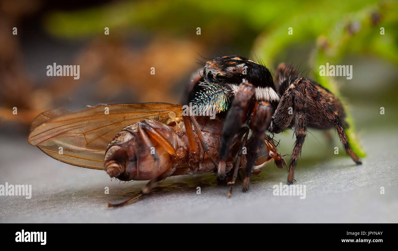 Jotus auripes male jumping spider eating a fly - Australia Stock Photo ...