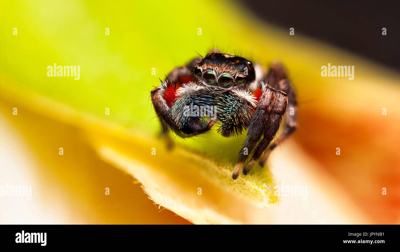 Jotus auripes jumping spider - Australia Stock Photo - Alamy