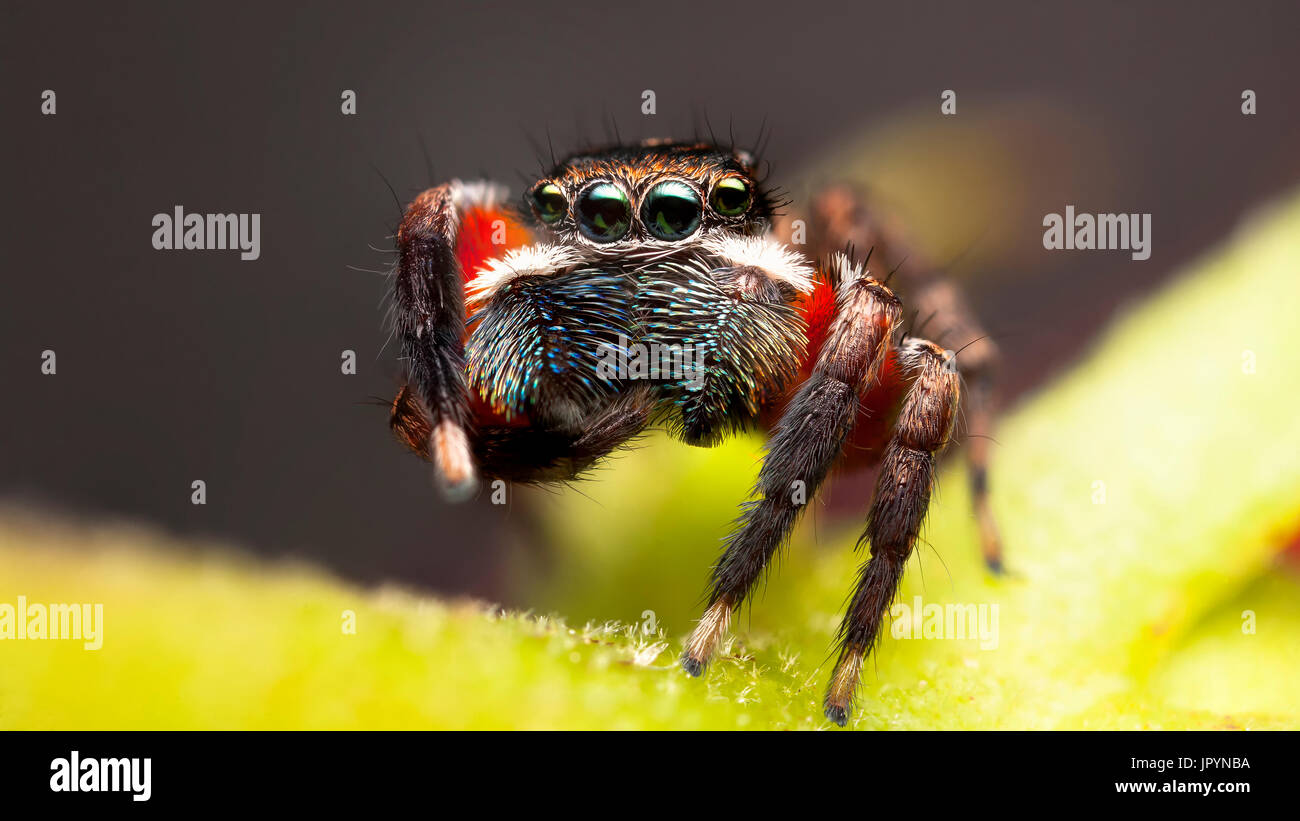 Jotus auripes male jumping spider - Australia Stock Photo - Alamy