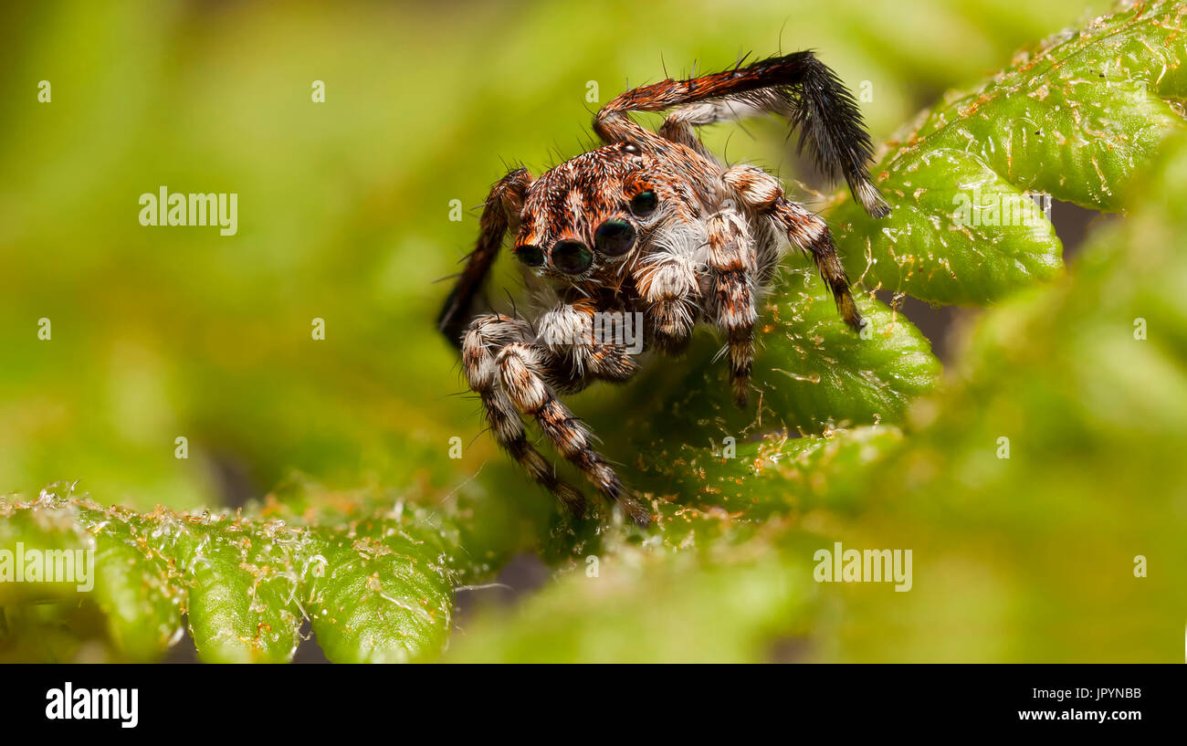 Saitis mutans male jumping spider - Australia Stock Photo - Alamy