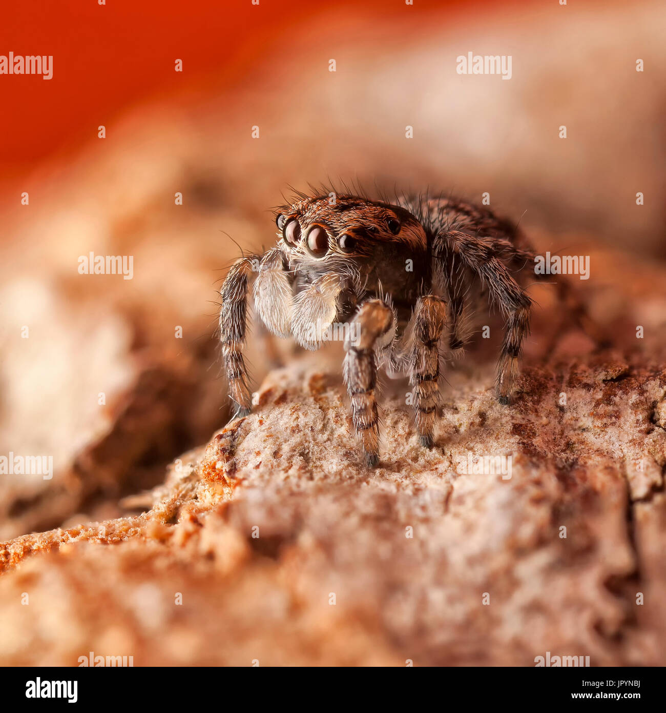 Juvenile Peacock Jumping Spider - Australia Stock Photo - Alamy