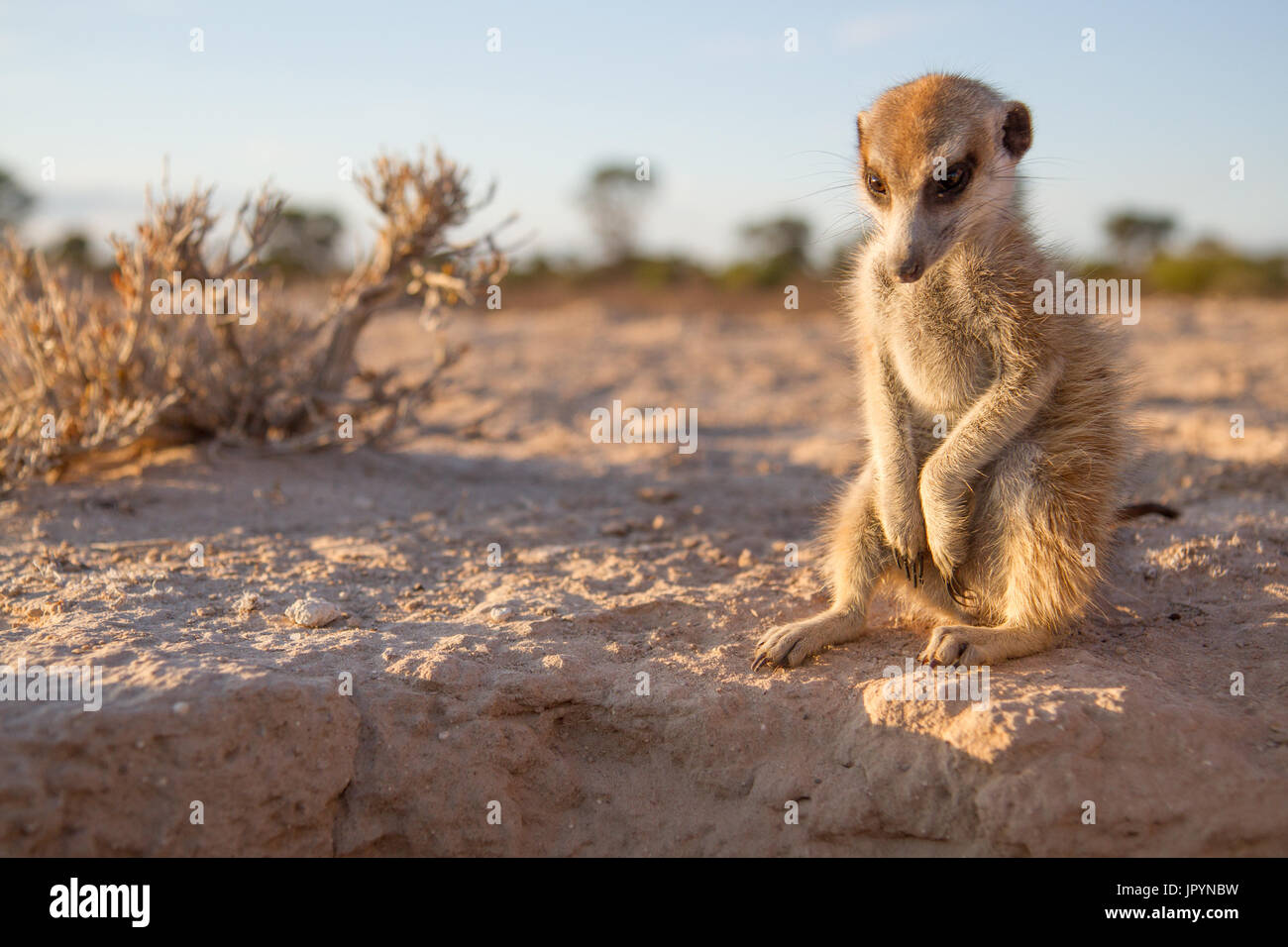 Meerkat sunning itself in the morning -Kalahari South Africa Stock ...